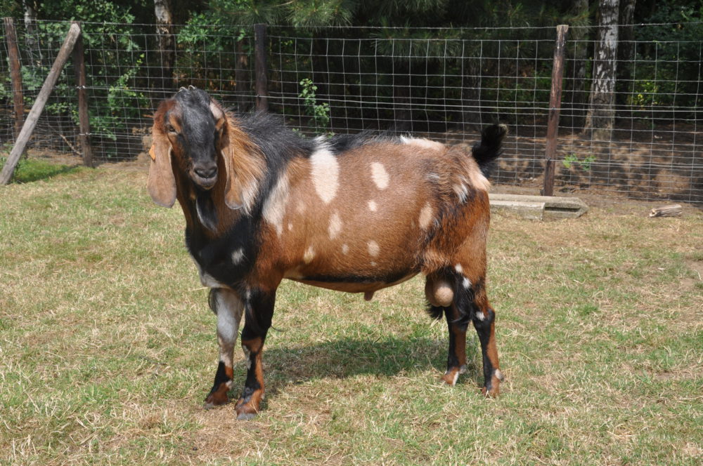 Anglo Nubische geit – Kleine herkauwers Vlaanderen vzw