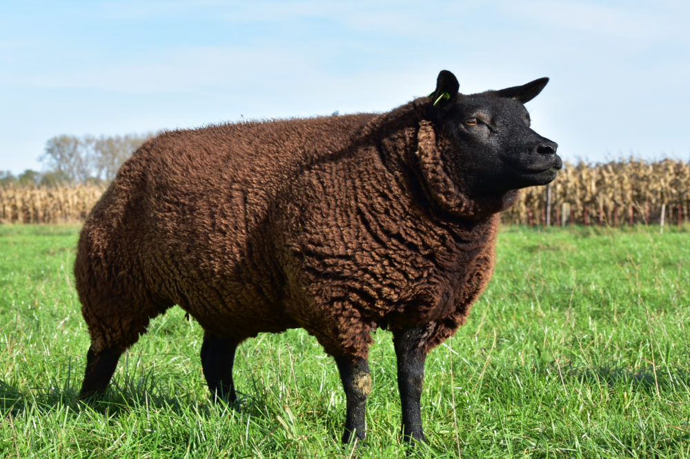 Texelaar – Kleine herkauwers Vlaanderen vzw