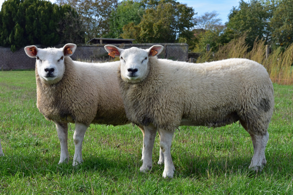 Texelaar – Kleine herkauwers Vlaanderen vzw