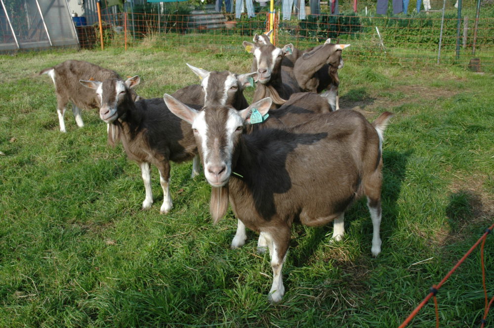 Toggenburger geit – Kleine herkauwers Vlaanderen vzw